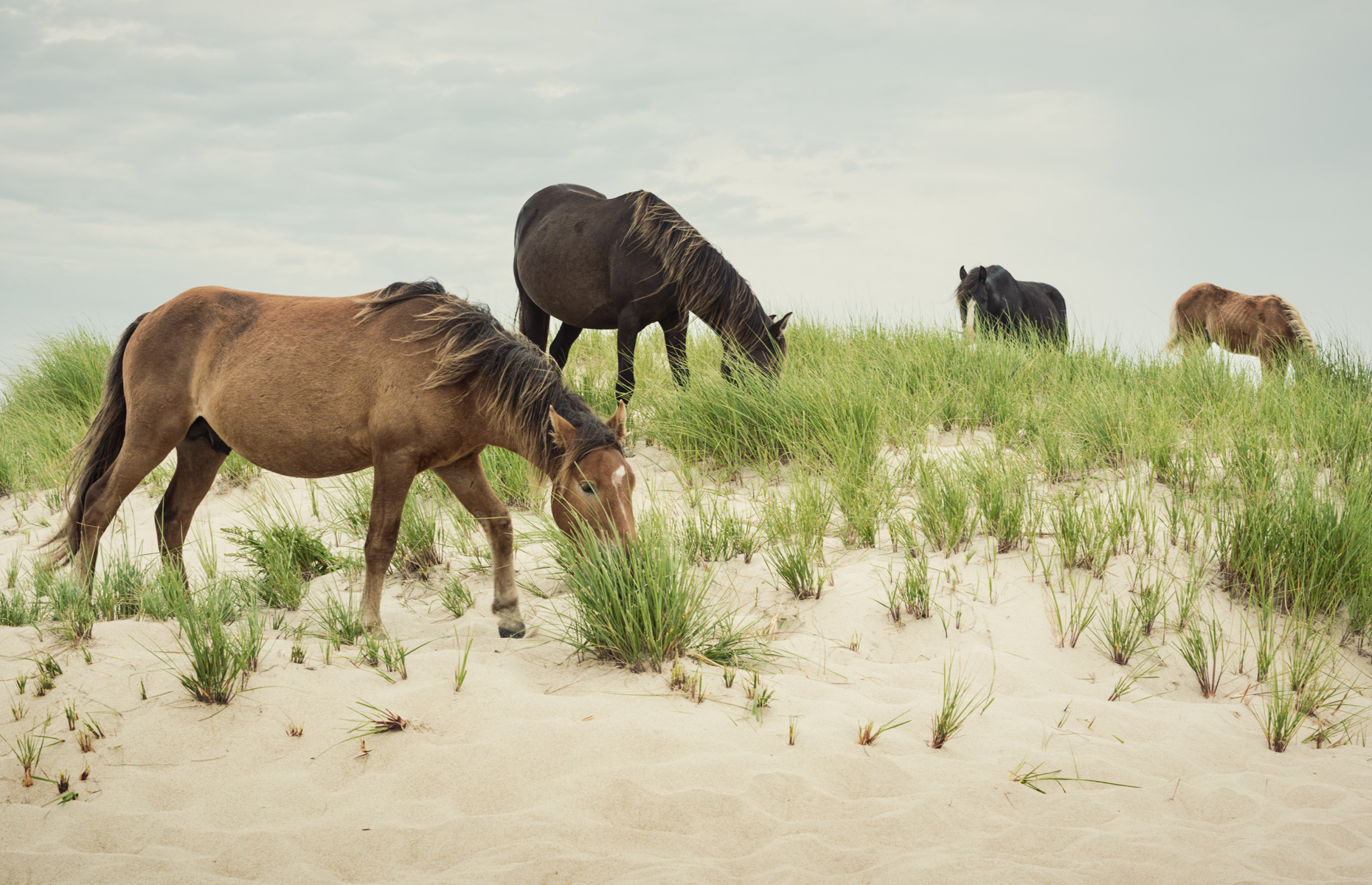 20 random facts about horses