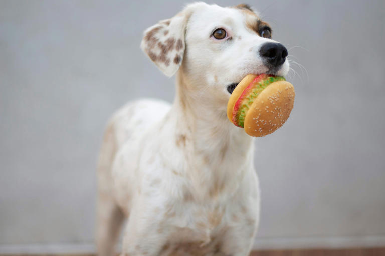 9 surprising foods that are great for your dog