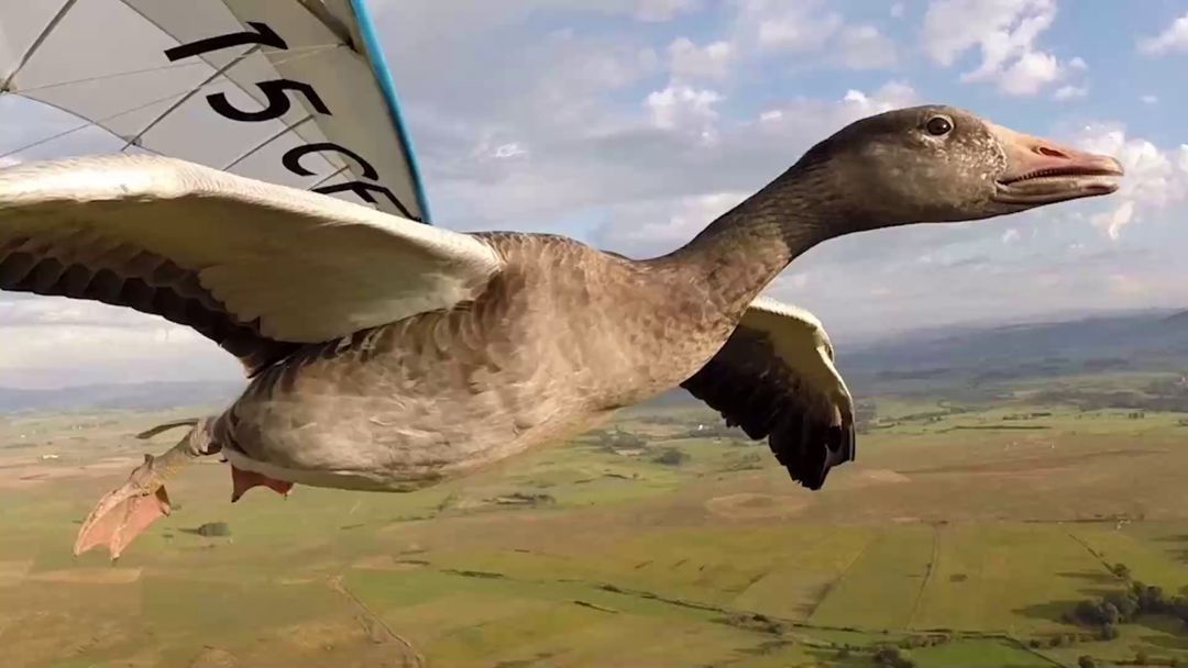 Pilot's dedication saves birds: Goosebump-worthy