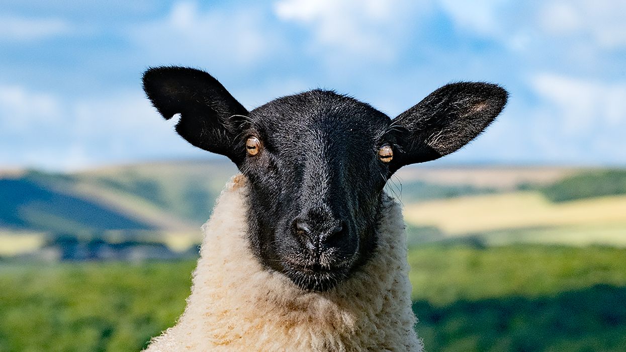 ‘Other-worldly’ pic of giant trees wins South Downs National Park photo ...