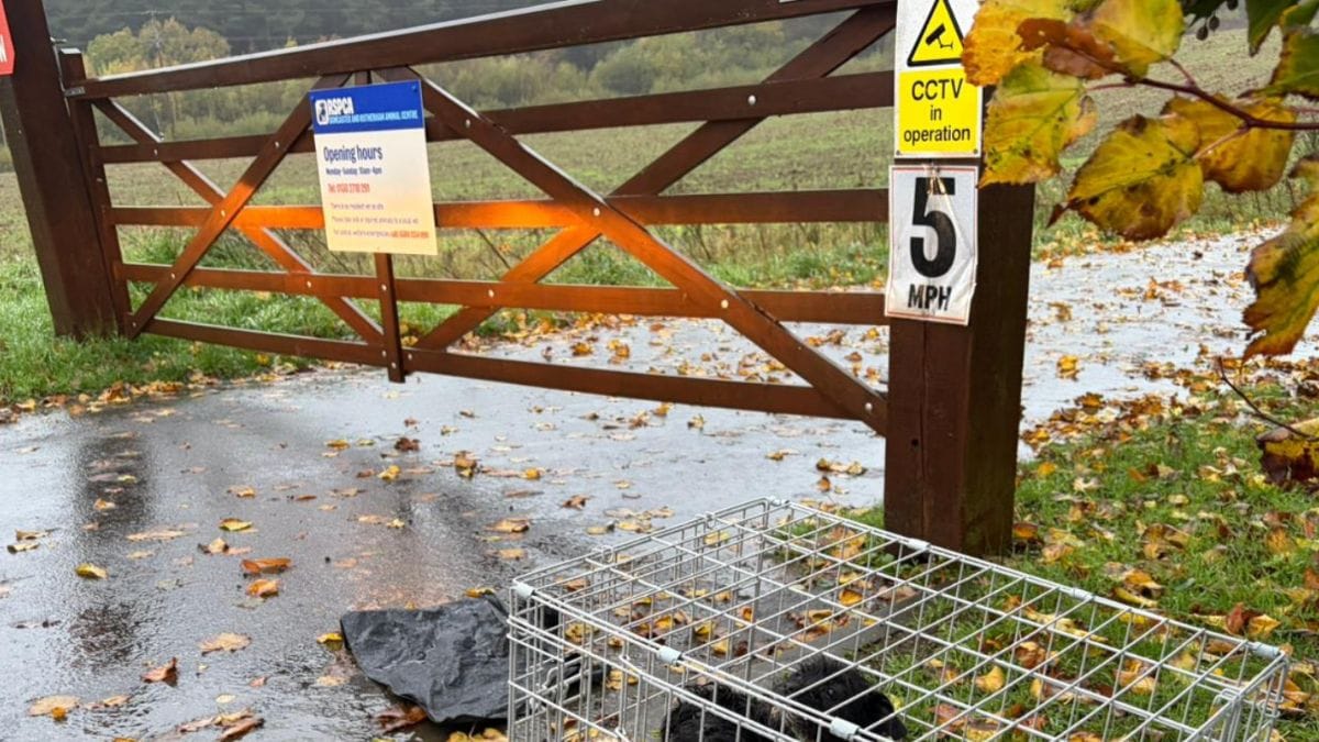 A shocking discovery in the storm: Soaked cage found on the roadside