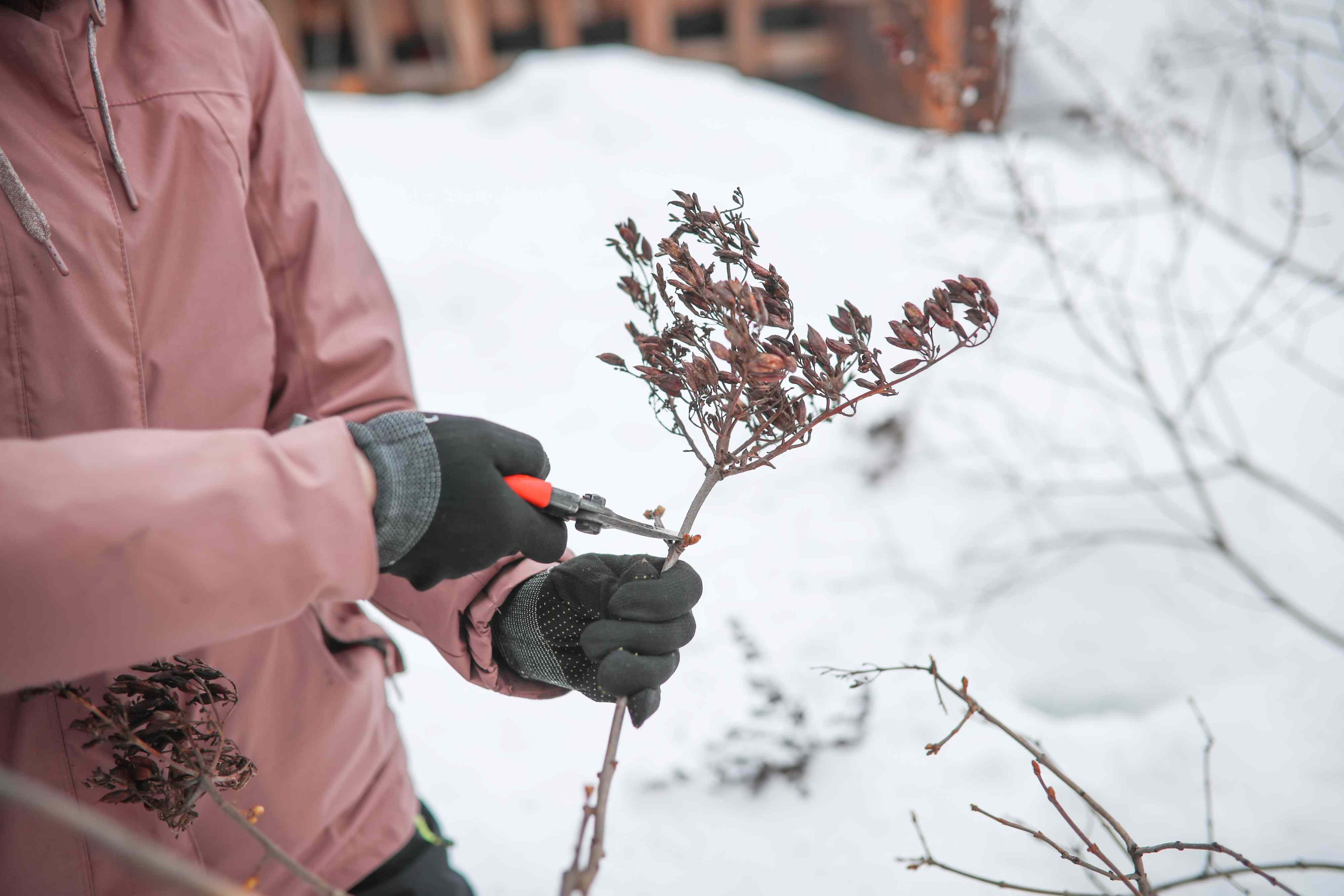 5 trees and shrubs you should never prune in winter