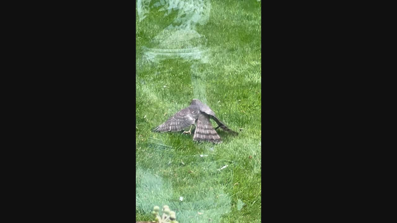 Lucky little bird gets away