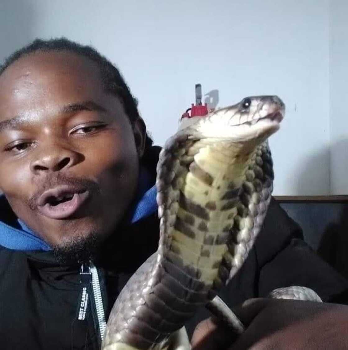 "Playing with fire": Snake enthusiast captures massive black mamba in ...