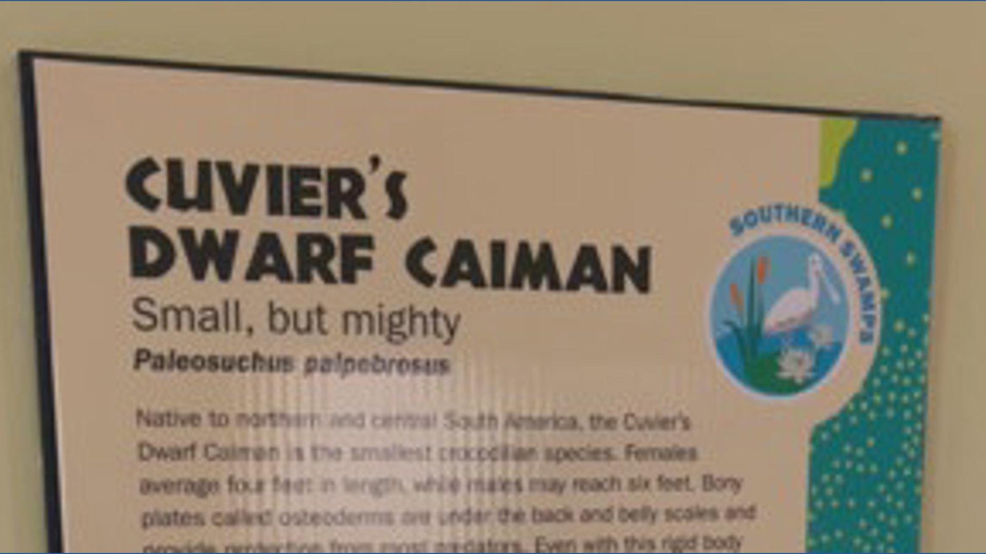 New dwarf caiman exhibit at Zoo America, Hershey Park