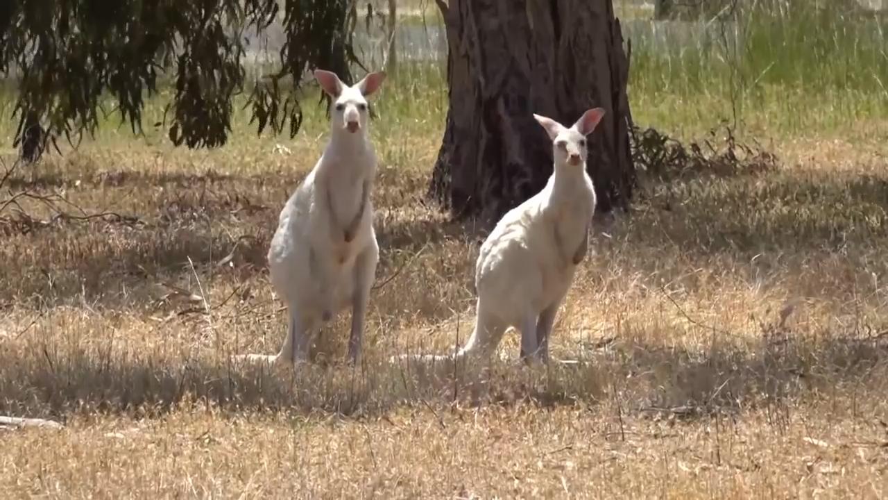 Rare white kangaroos on sale after successful breeding in Australia