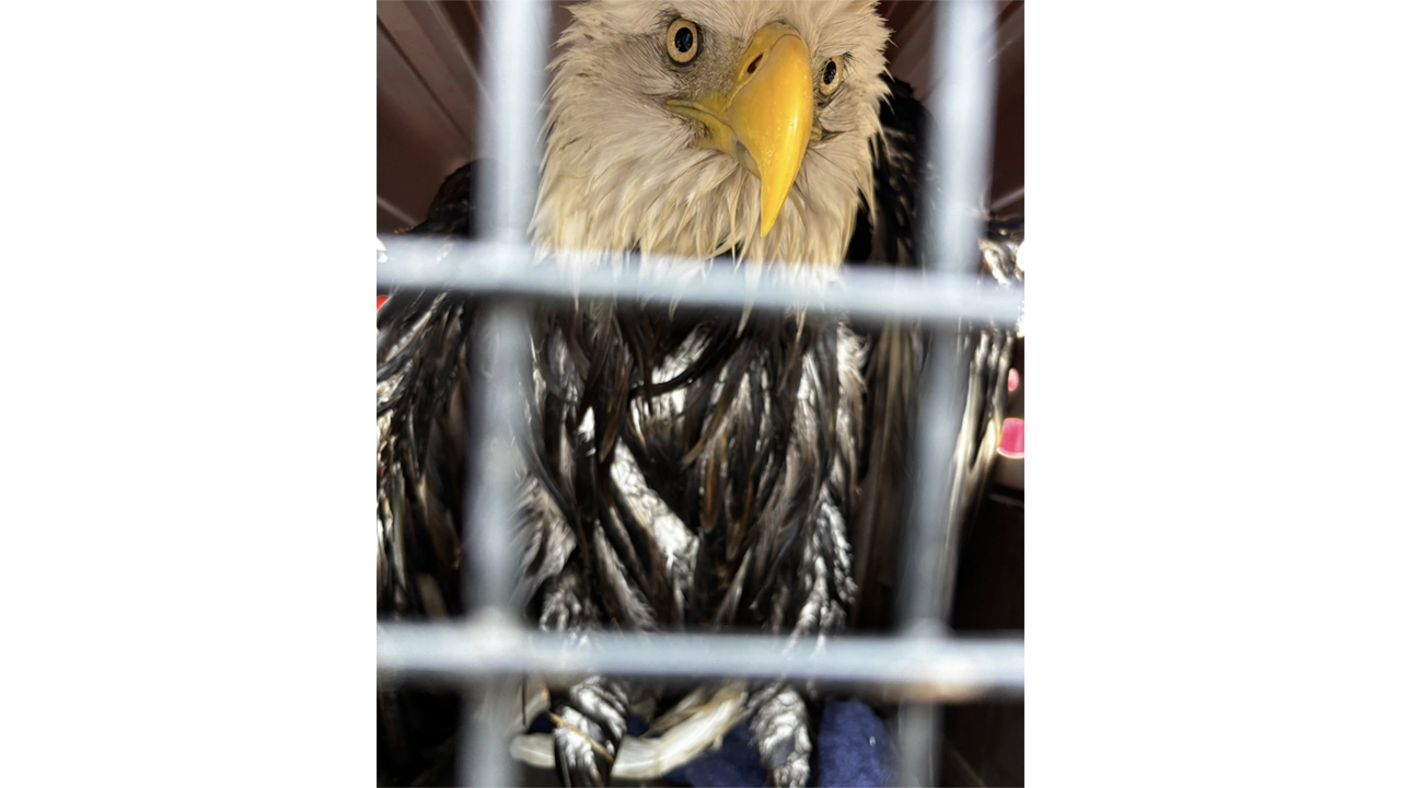 Injured bald eagle rescued by Putnam County officers 'expected to make ...