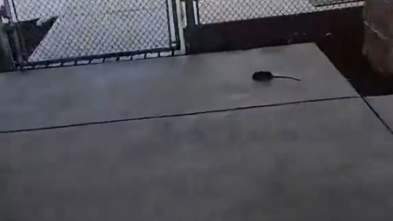 Windstorm aftermath: Dog reacts fiercely to injured rat in backyard