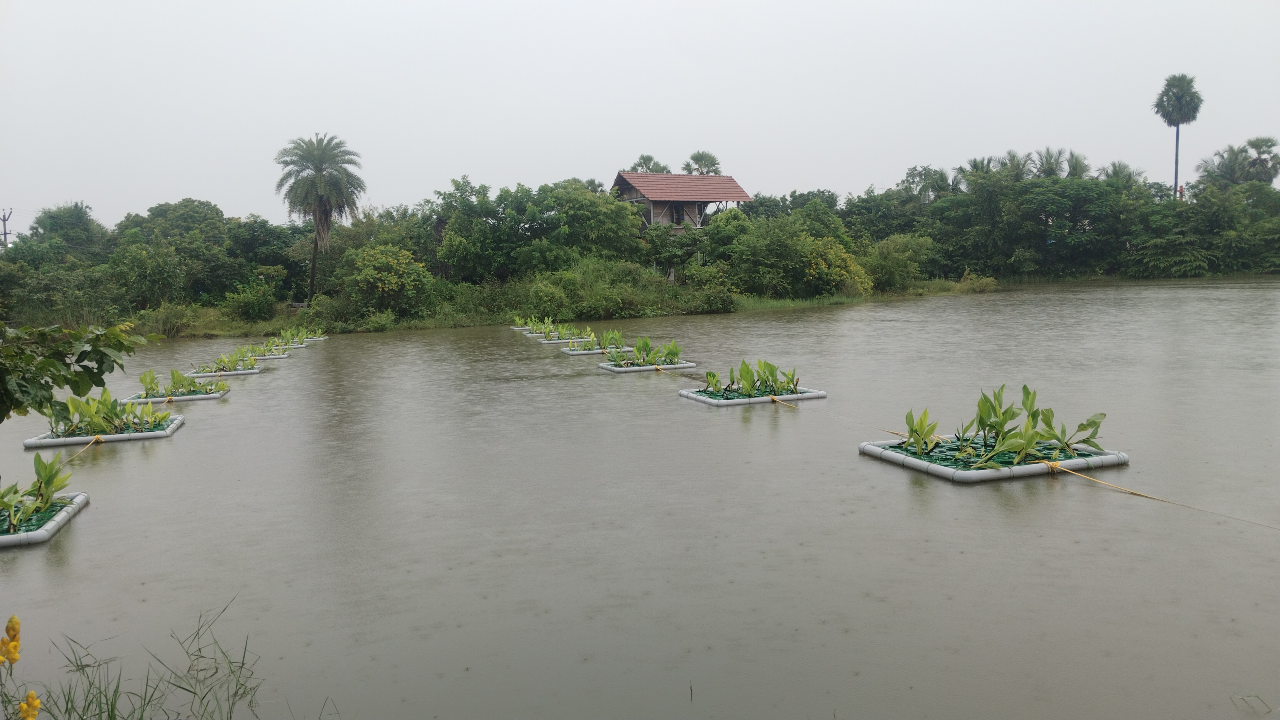 Naganthaangal Lake revival: Groundwater, water quality, and ...