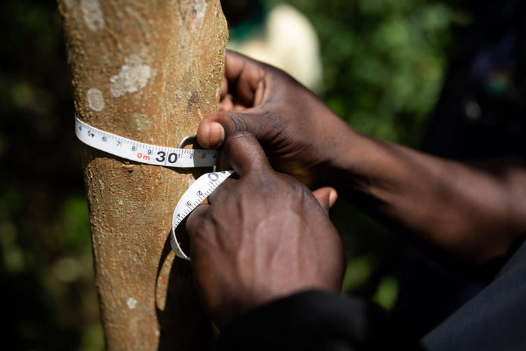 One year on, TGBS benchmark shows how to restore forests for biodiversity