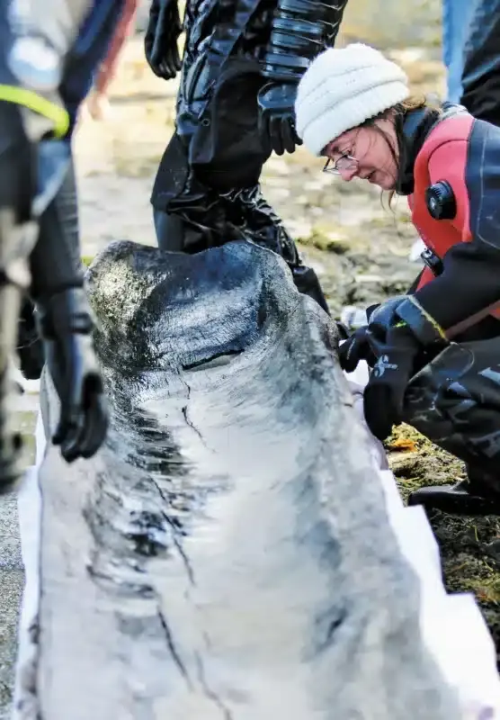 Archaeologists unearth 5,200-year-old canoes in Wisconsin, older than ...