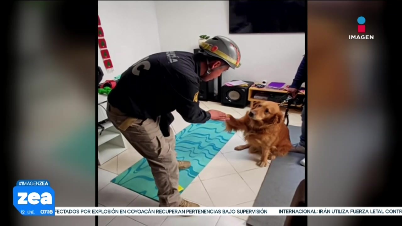 Brigadas de CDMX rescatan a 15 animalitos de compañía tras explosión en ...