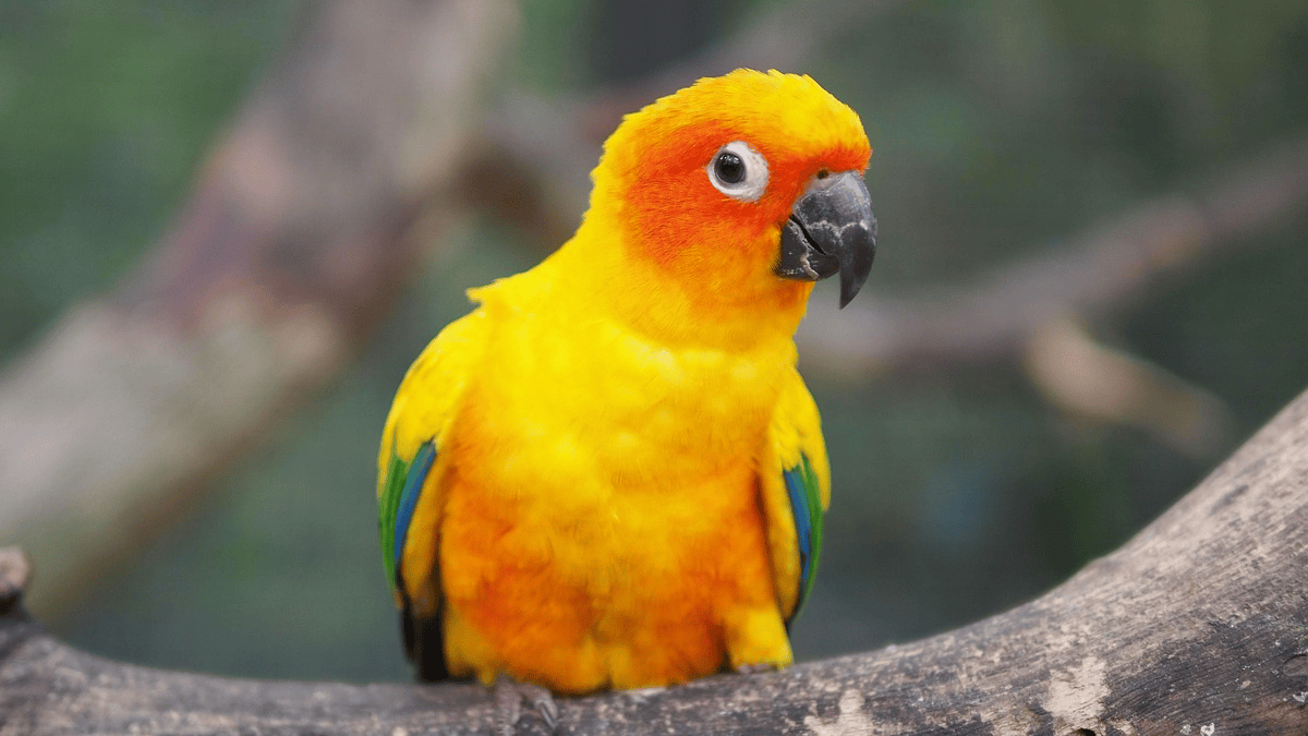 7 birds so magical they'll make you forget your dream of owning a cockatoo