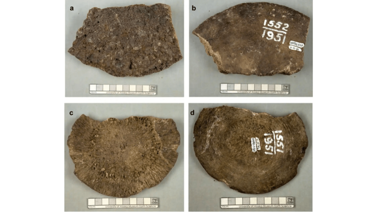 Alaska's 'Mammoth discovery' debunked: Ancient whale bones ...