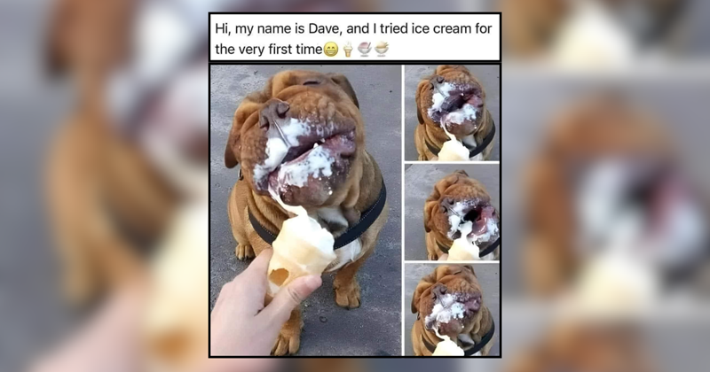 30 bite-sized doggo memes for a quick snack of joy