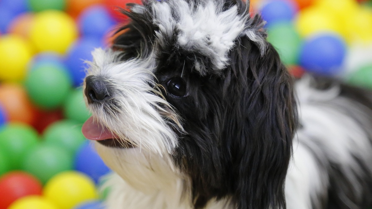 Proven methods to remove pet odor from your home