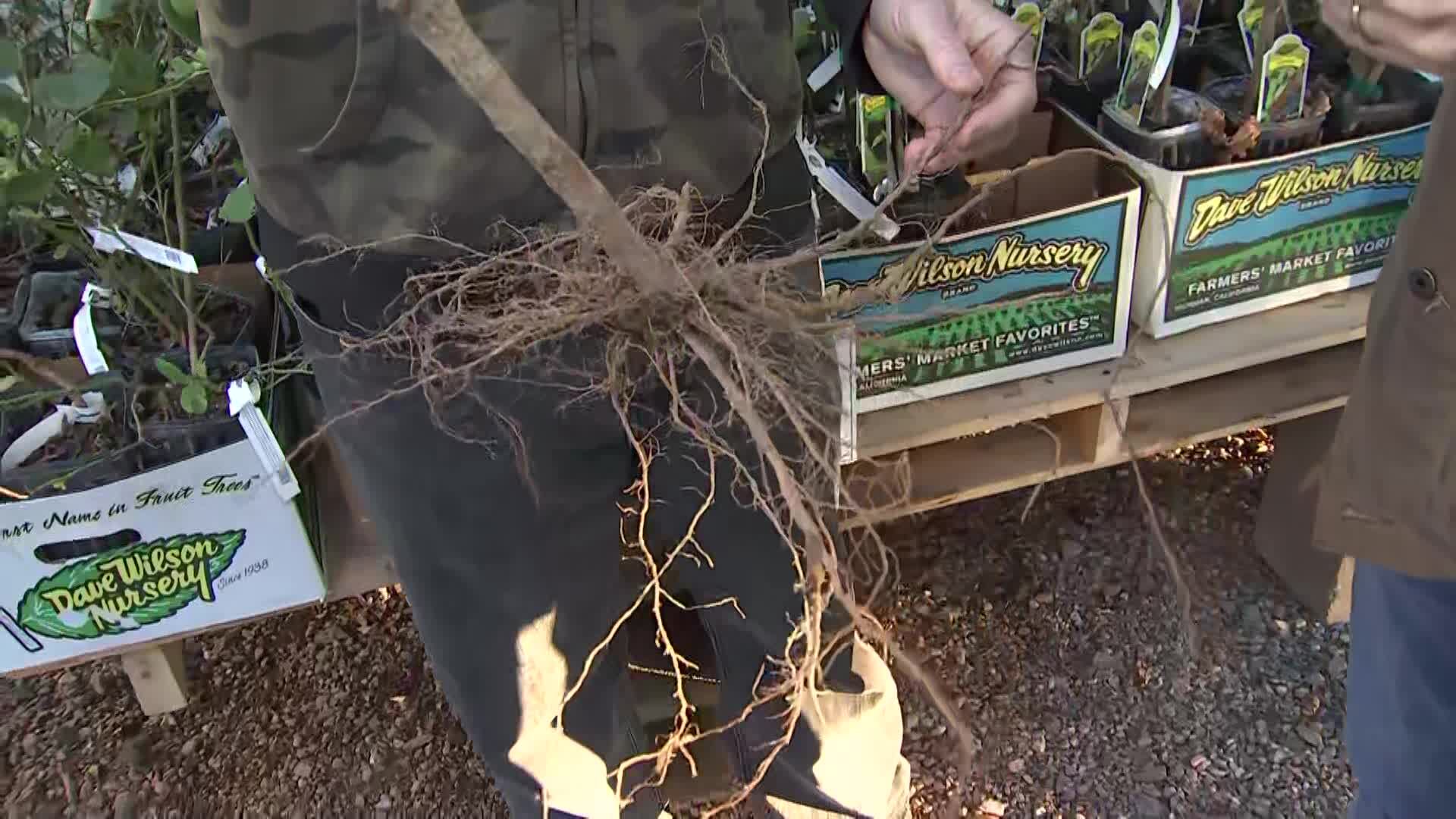 Arizona’s Garden Nerd explains how bare-root trees can save you money
