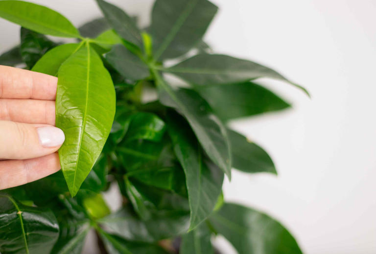 7 money tree pruning tips that will make your plant thrive