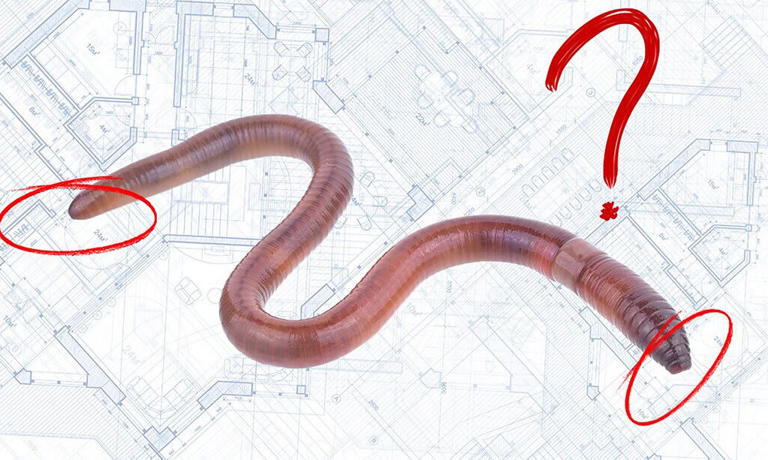 Formless, faceless, directionless: Earthworms defy architectural logic