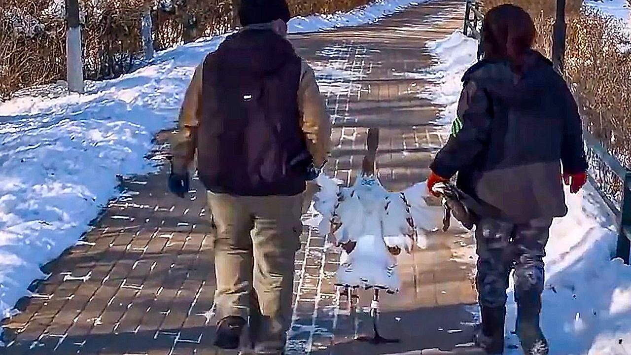 Escaped crane is escorted back after zoo adventure