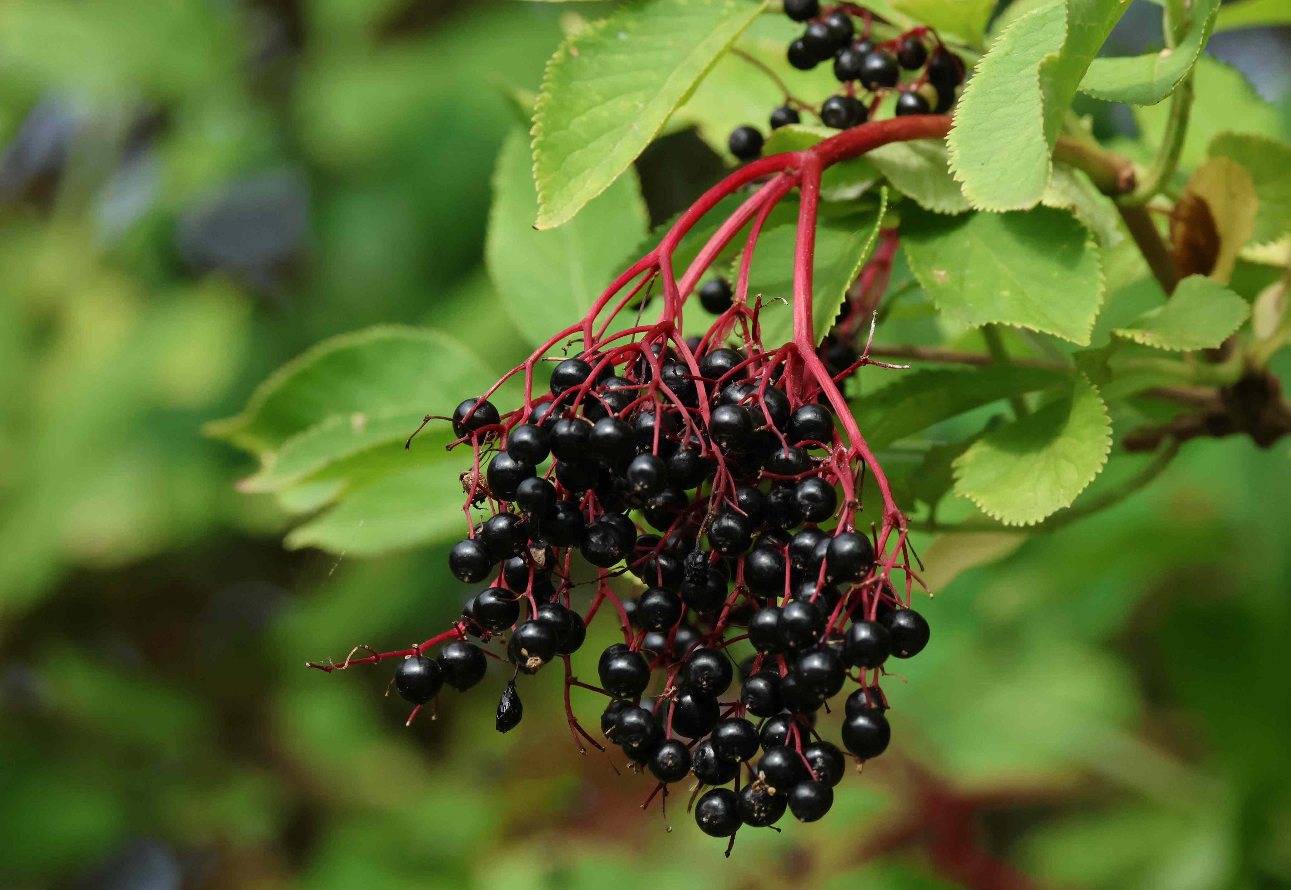 What happens to your blood pressure when you add elderberry to your diet