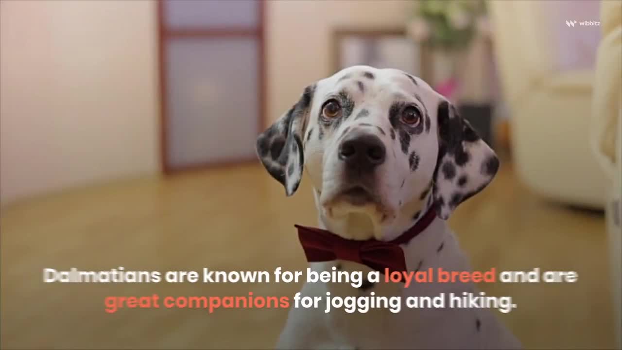 Dog breeds that make the best companions