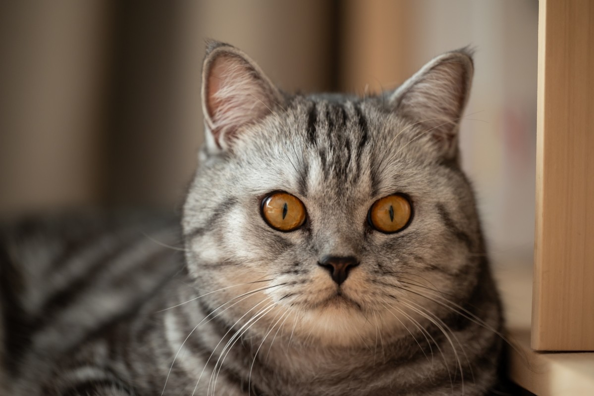 Rescue kitty is basically a meerkat in disguise and it's simply perfect