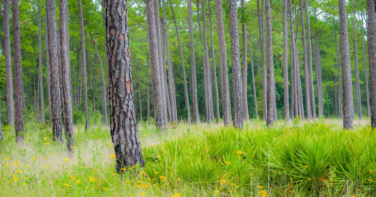 Not into birdwatching? This Mississippi wildlife refuge will change ...