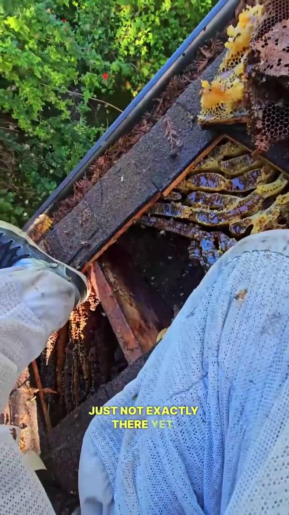 Massive hidden roof beehive erupts with angry bees