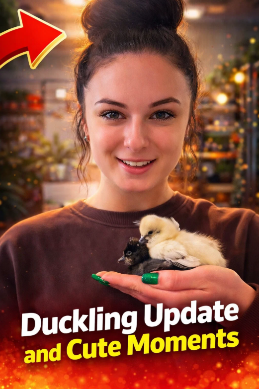 Duckling update and cute moments