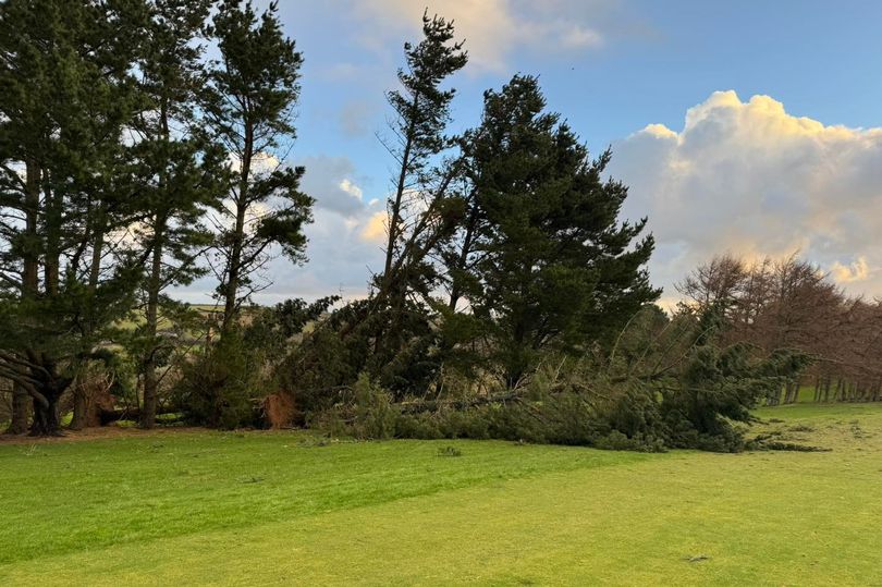 Truro Golf Club closes after Storm Goretti tears down '100 trees'