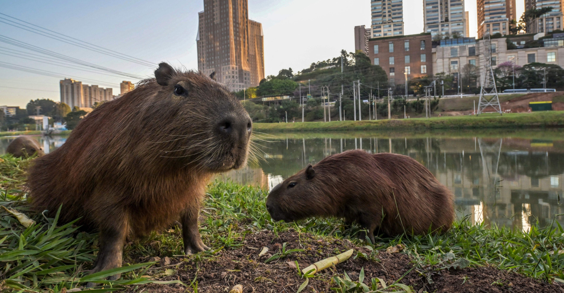 Wild animals you probably shouldn't keep as pets