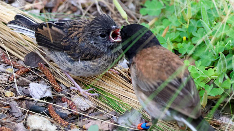 Birds at a college changed beak shapes during the pandemic. It might be ...