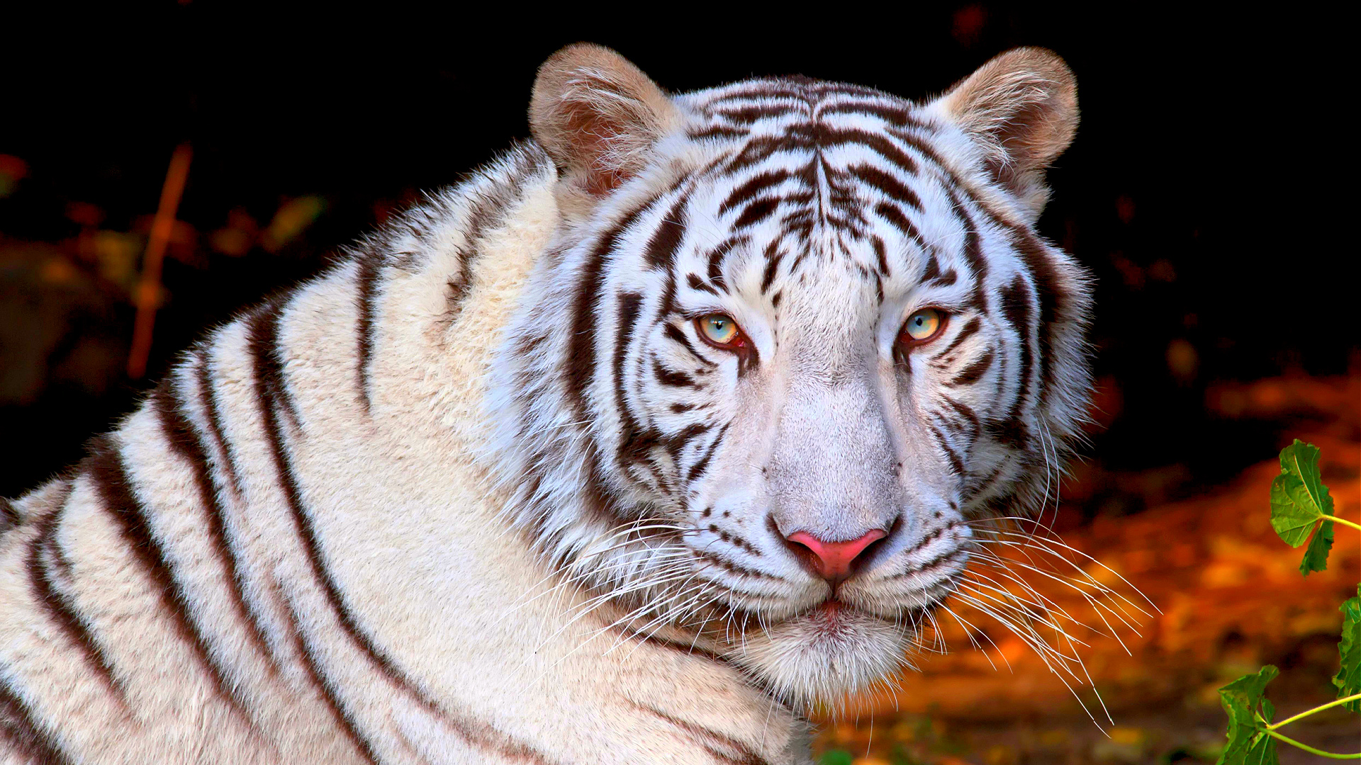 27 of the best looking animals on the planet