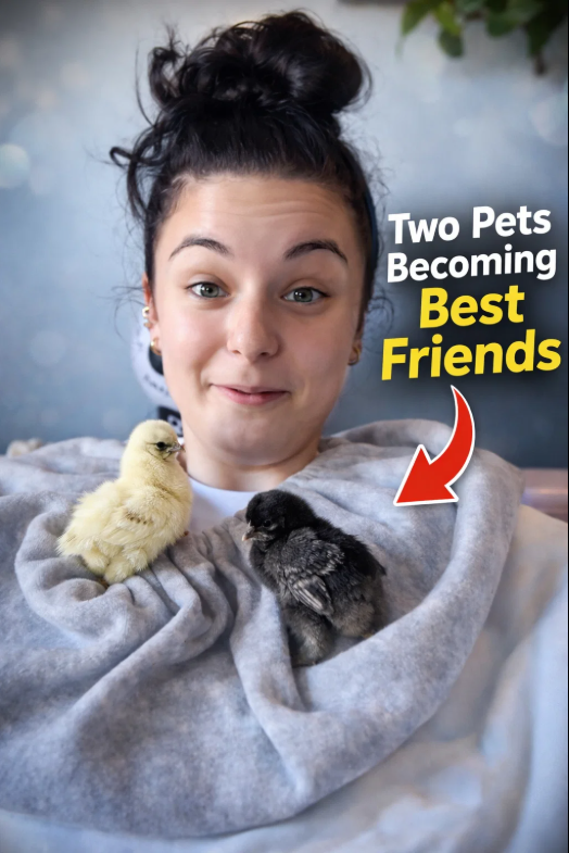 Two pets becoming best friends