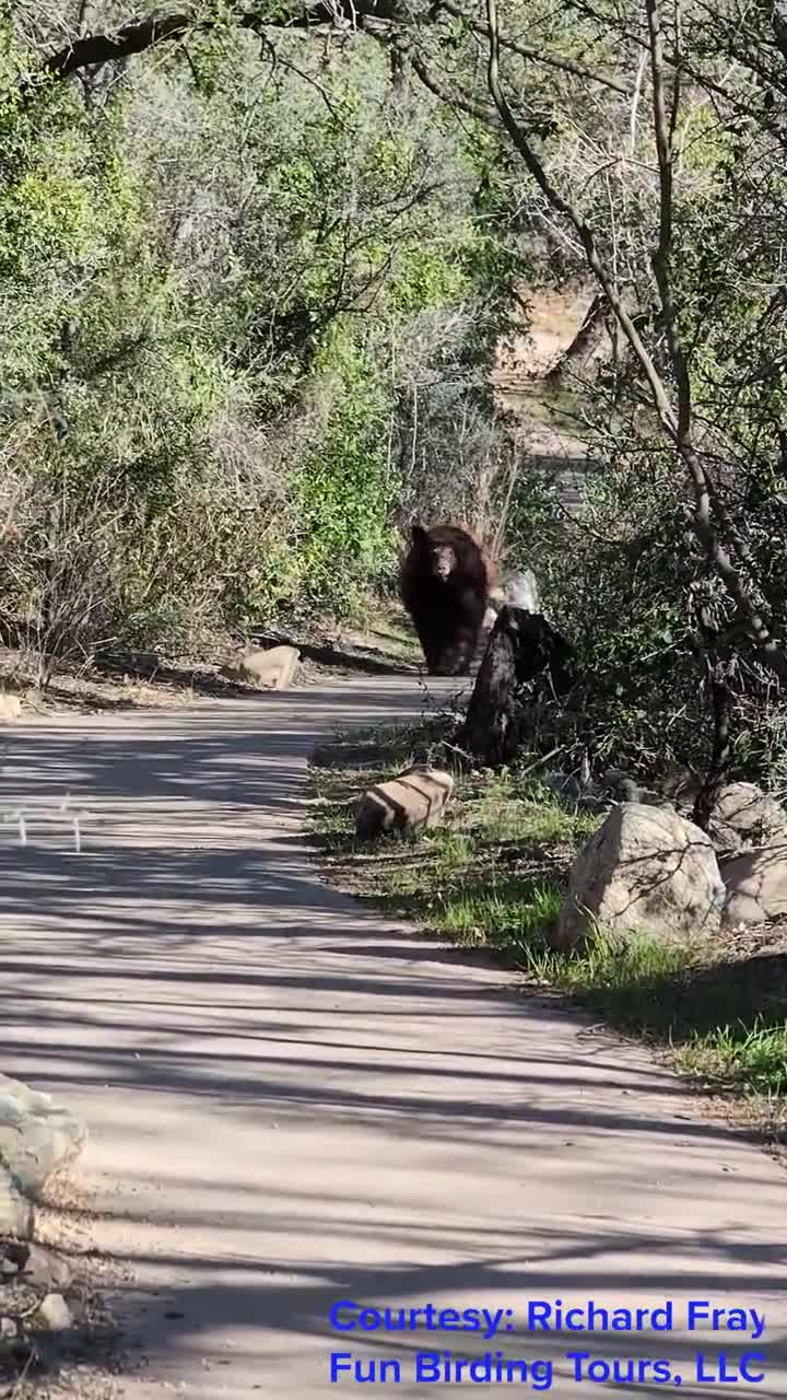 Bear spotted in Madera Canyon