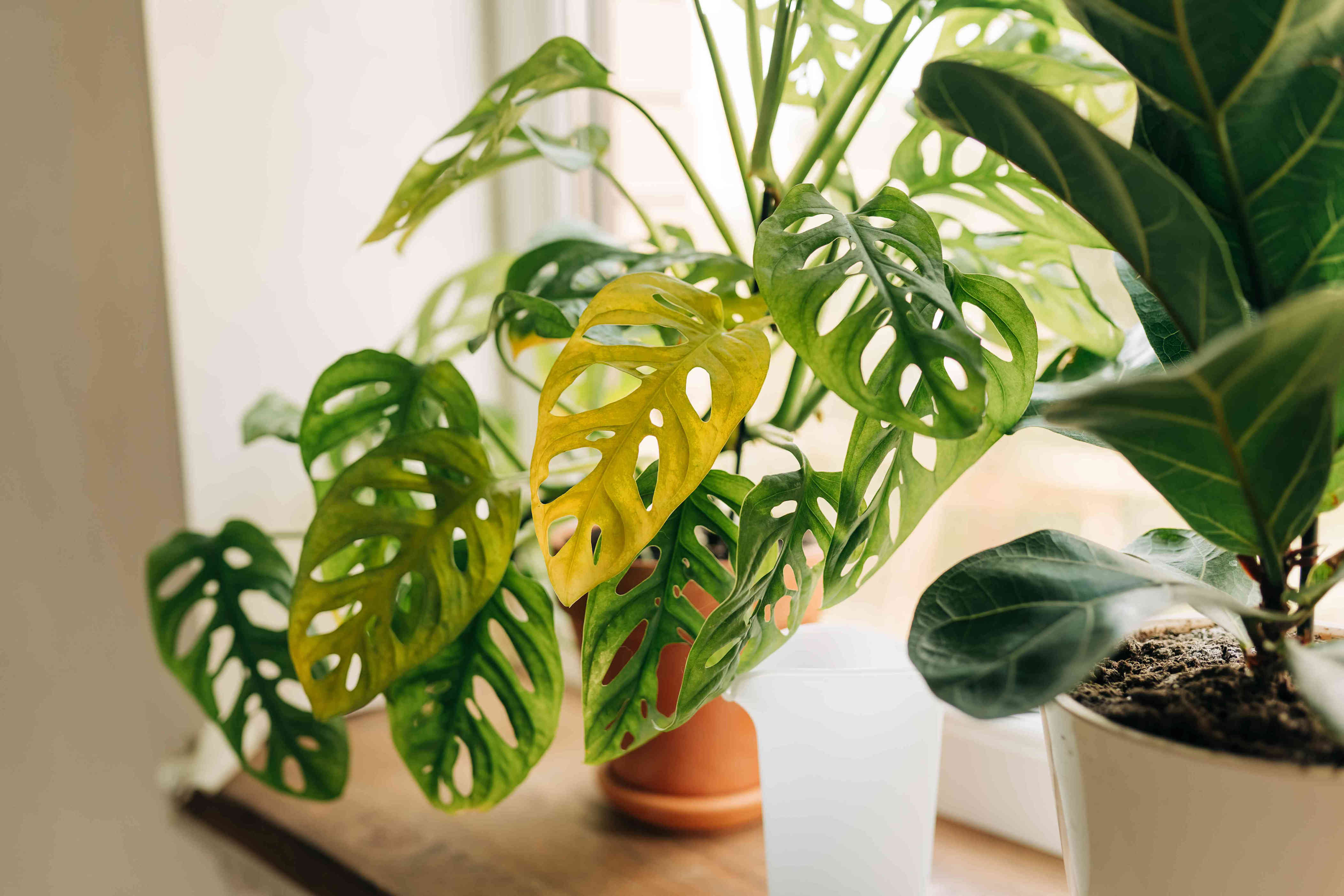 5 red flags that don't actually mean you're a bad plant parent (they're ...