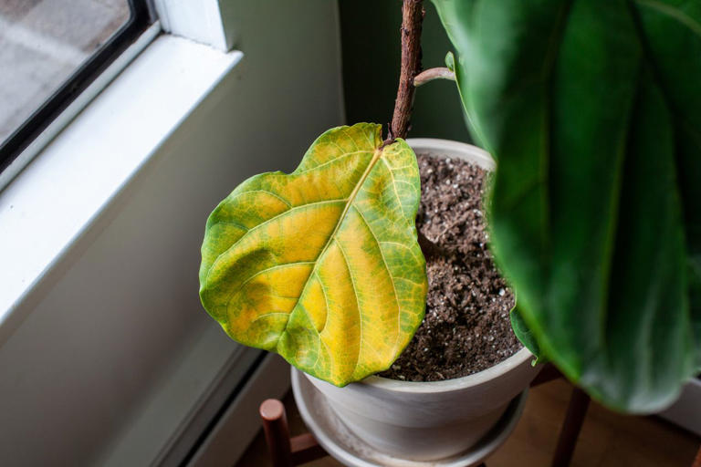 5 red flags that don't actually mean you're a bad plant parent (they're ...