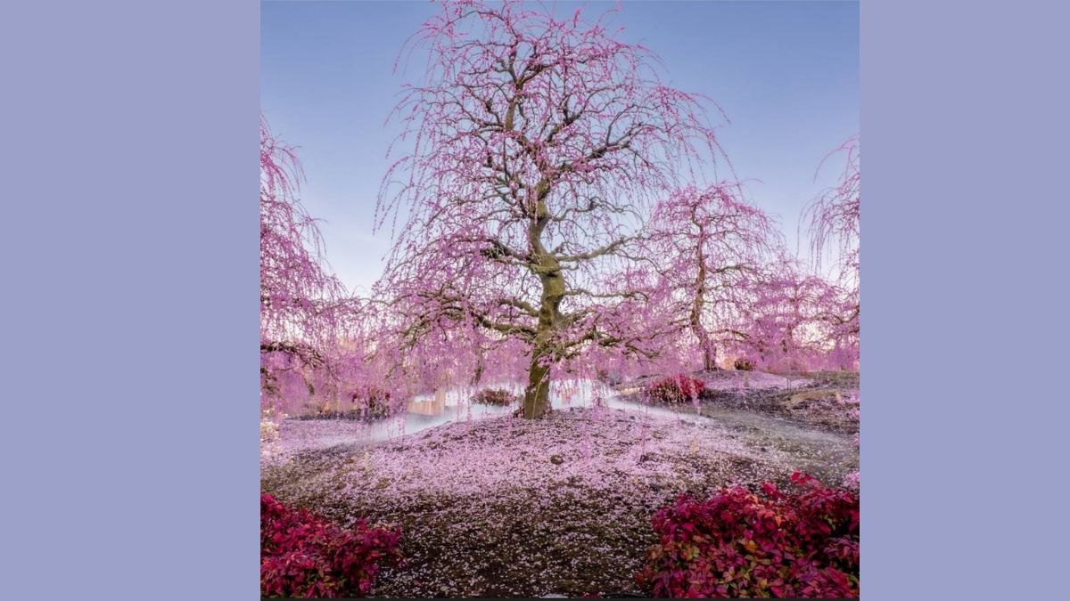 To beat this optical illusion challenge, spot the hidden flamingo ...