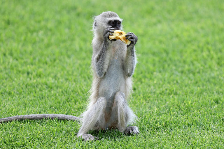 Monkeys still on the loose in St Louis as AI hinders search efforts