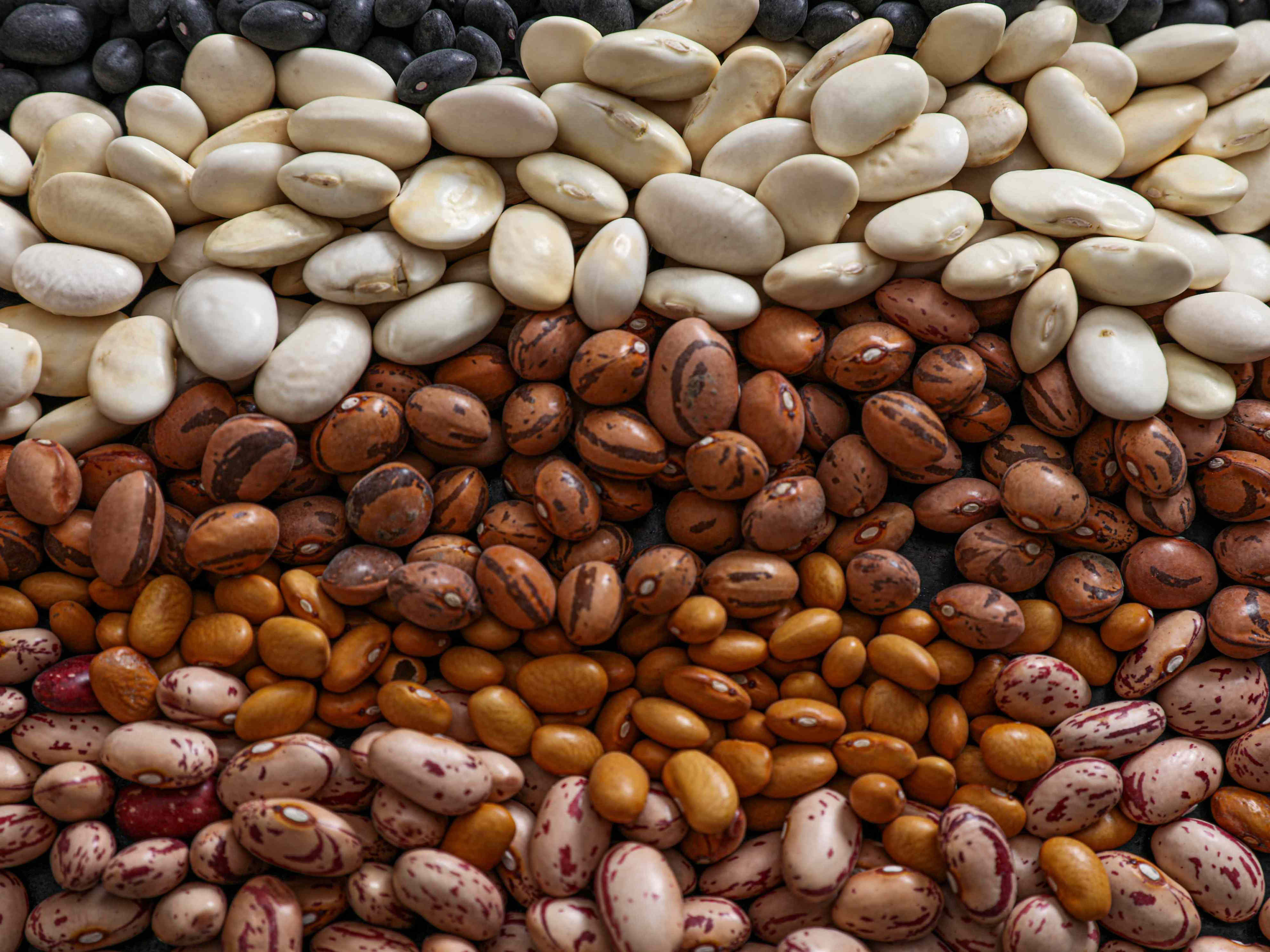 Can you stop beans from making you gassy? We tested 17 remedies with ...
