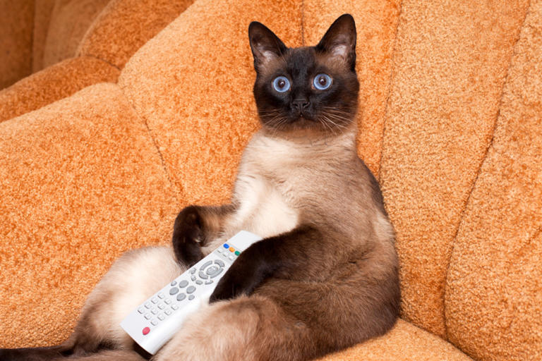 Cat's total fixation on 'The Golden Girls' would make Sophia proud