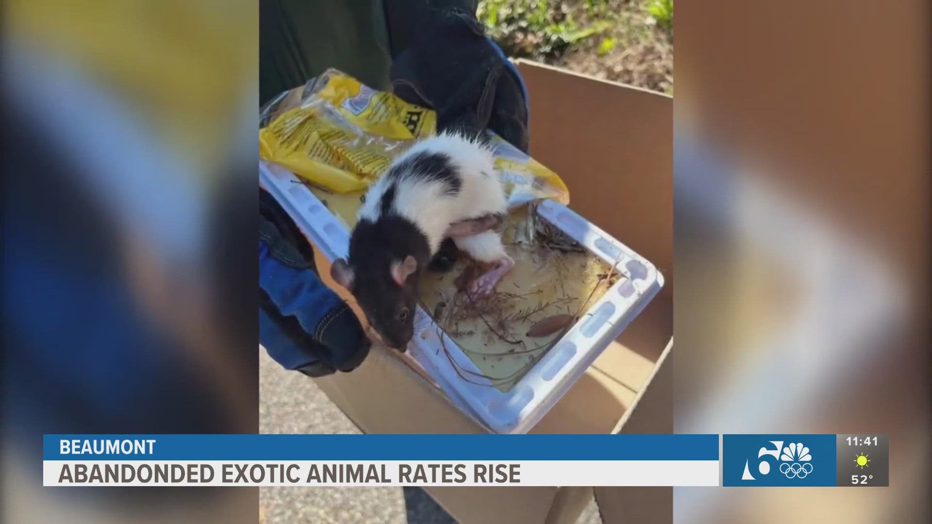 Abandoned exotic pets a growing crisis in Texas, animal advocates say