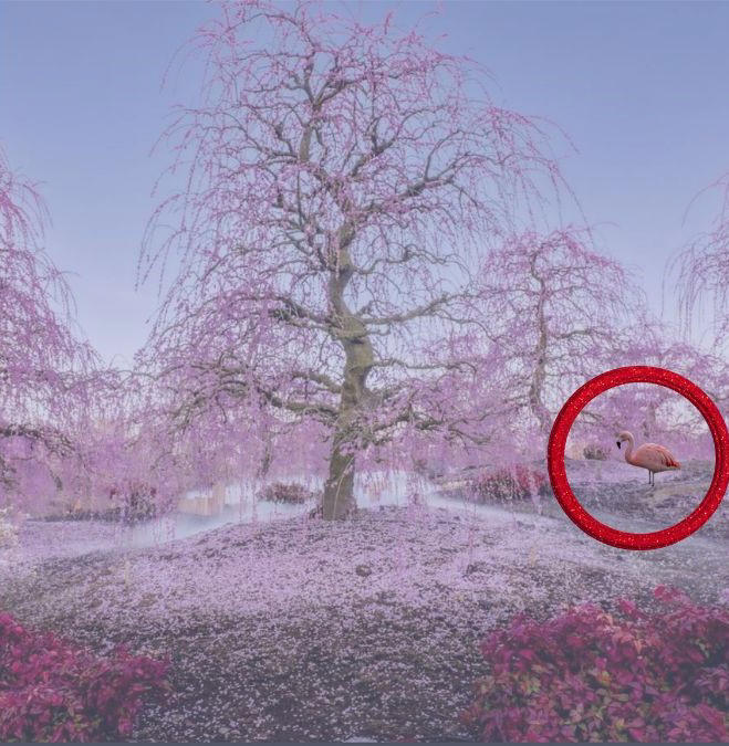To beat this optical illusion challenge, spot the hidden flamingo ...