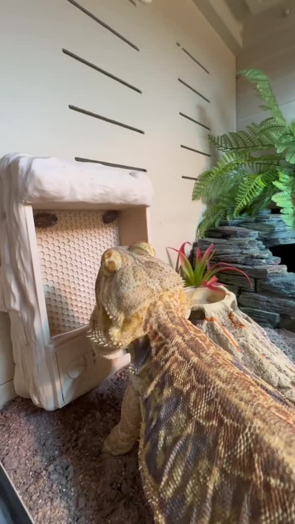 Bearded dragon Chuck enjoys crunchy roach feeder ASMR