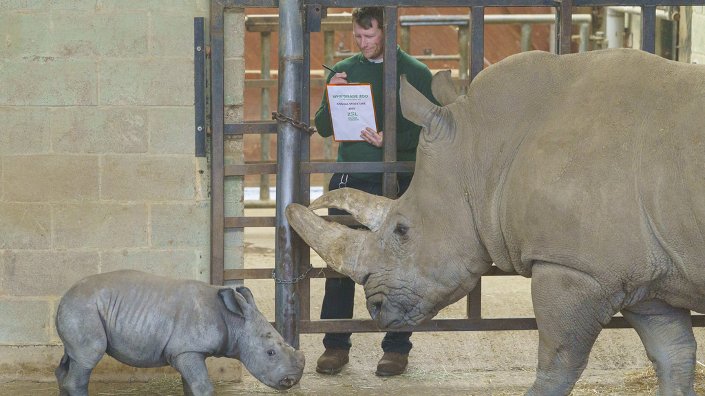 From baby rhinos to curious ostriches: Animals and keepers brave storms ...