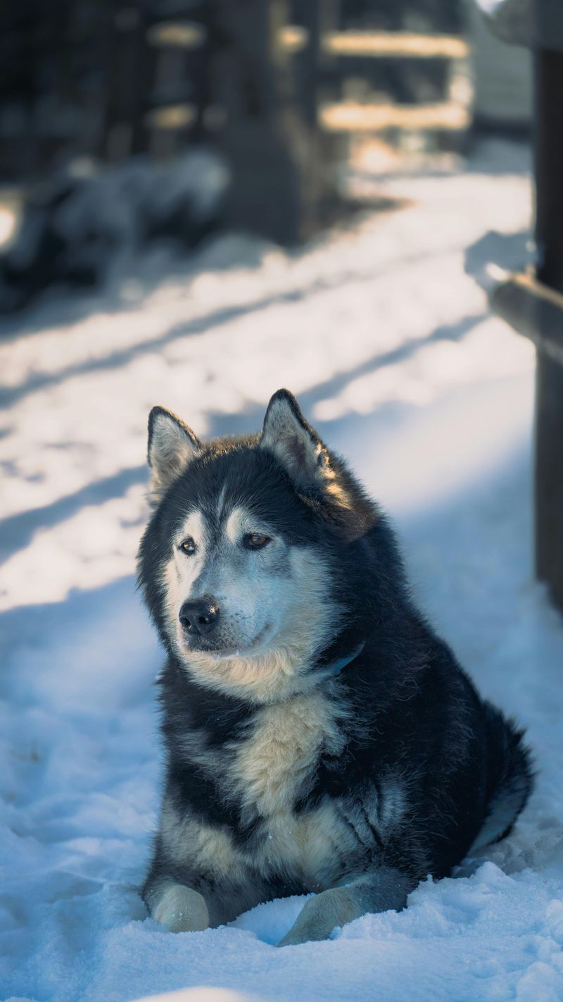 Fluff, fur, and feathers – 16 of the most adorable animals in North America