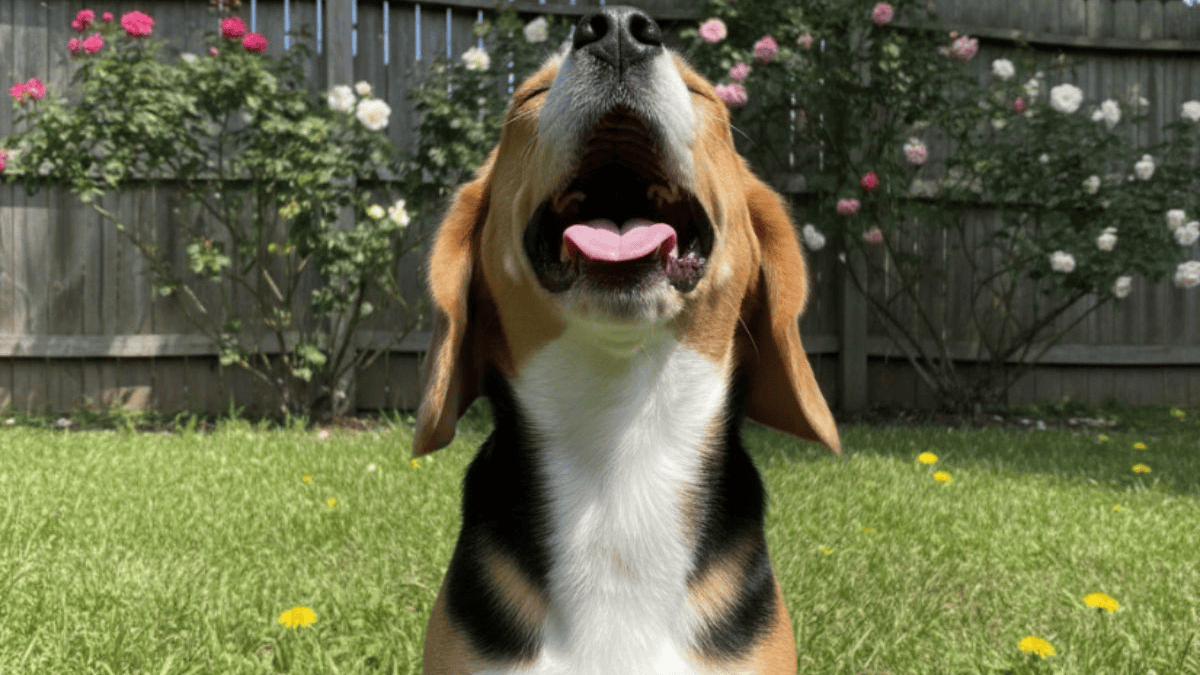 10 dog breeds that bark all day, according to canine experts