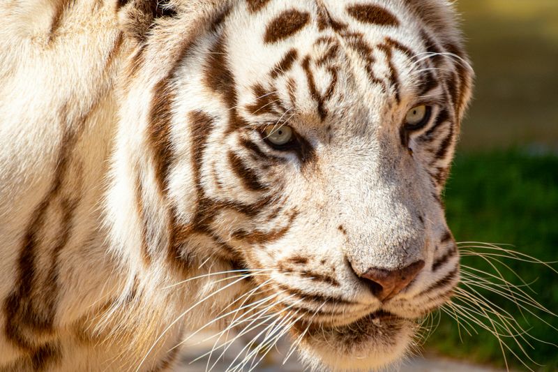 27 of the best looking animals on the planet