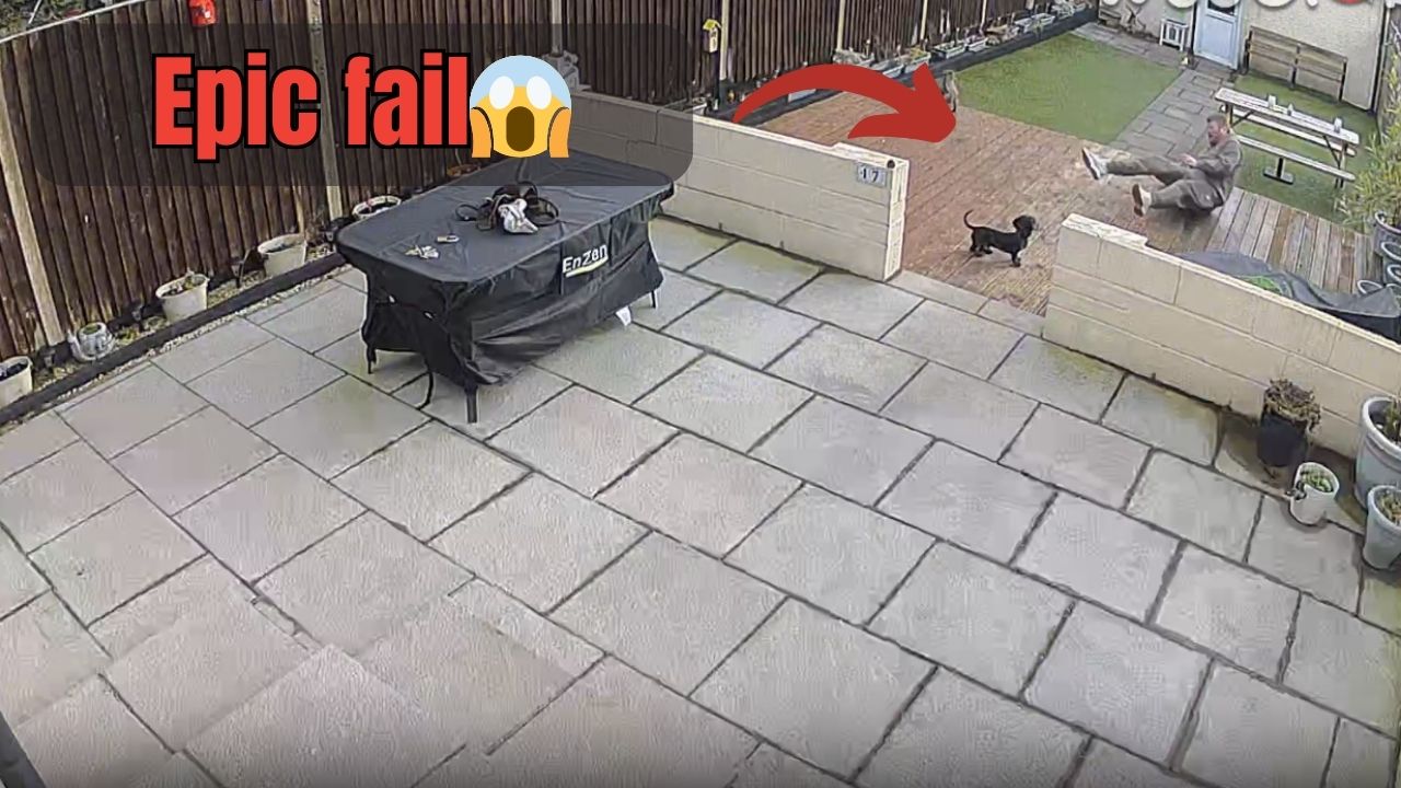 Boy falls on decking as his dog shifts aside with a ball